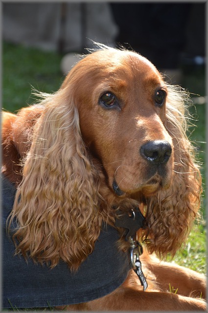 Les races de chiens en français – Regard sur le français