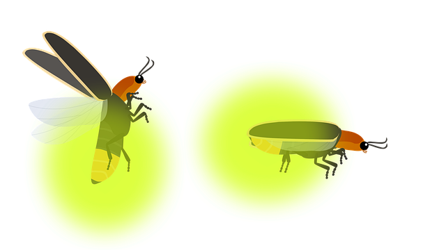 Vocabulaire : Les insectes en français – Regard sur le français